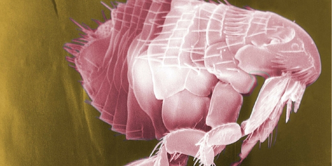 Piqures de puces : symptômes, risques, traitements